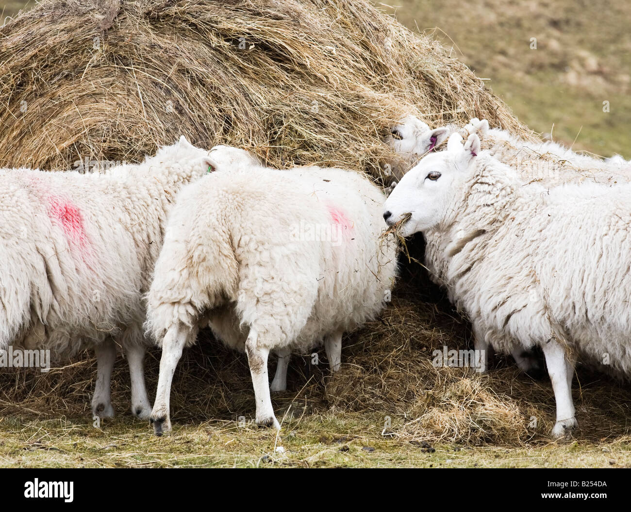 Mound of hay hi-res stock photography and images - Alamy