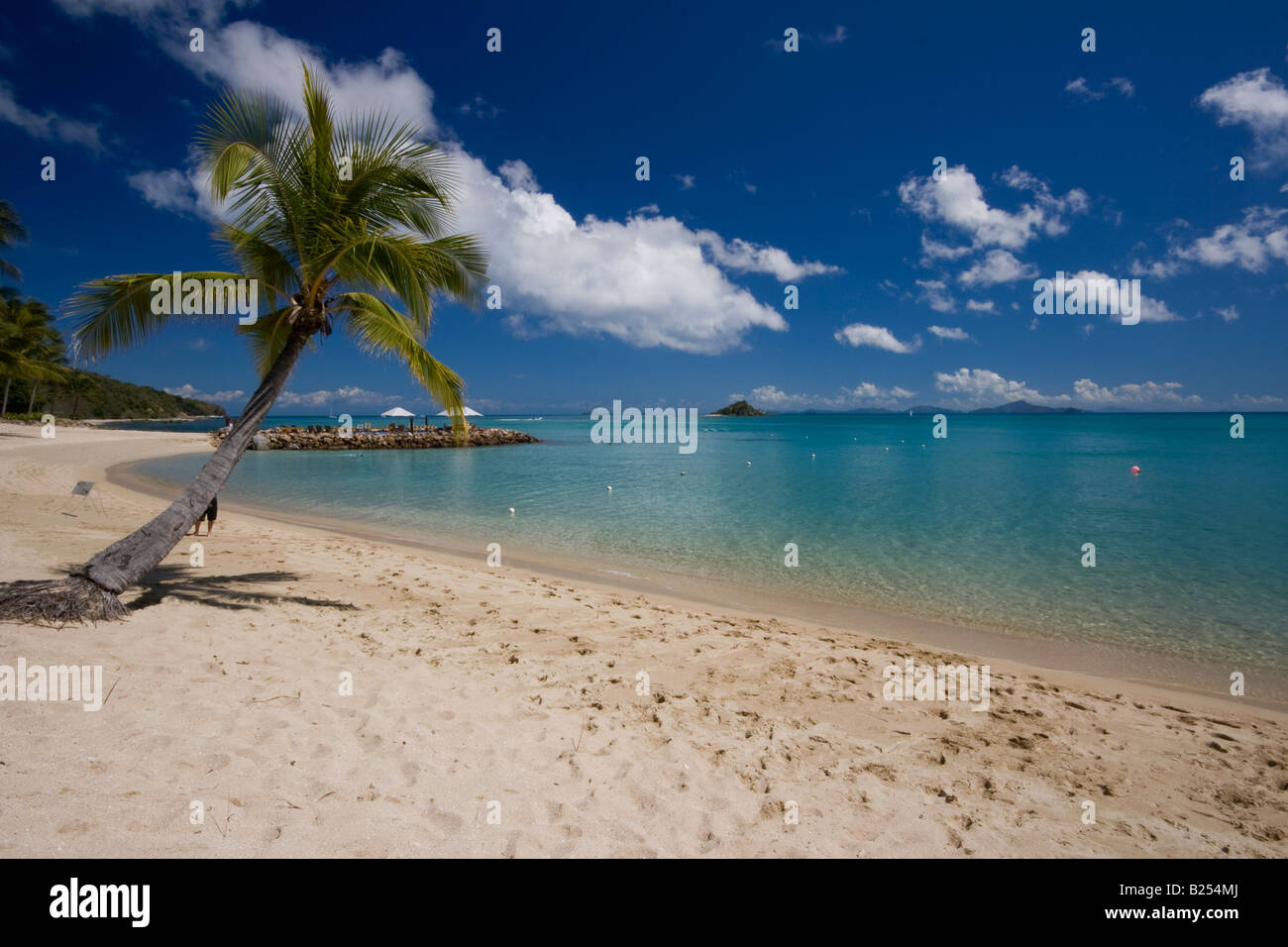Palm Tree on Beach, Brampton Island, Whitsunday Islands, Great Barrier ...