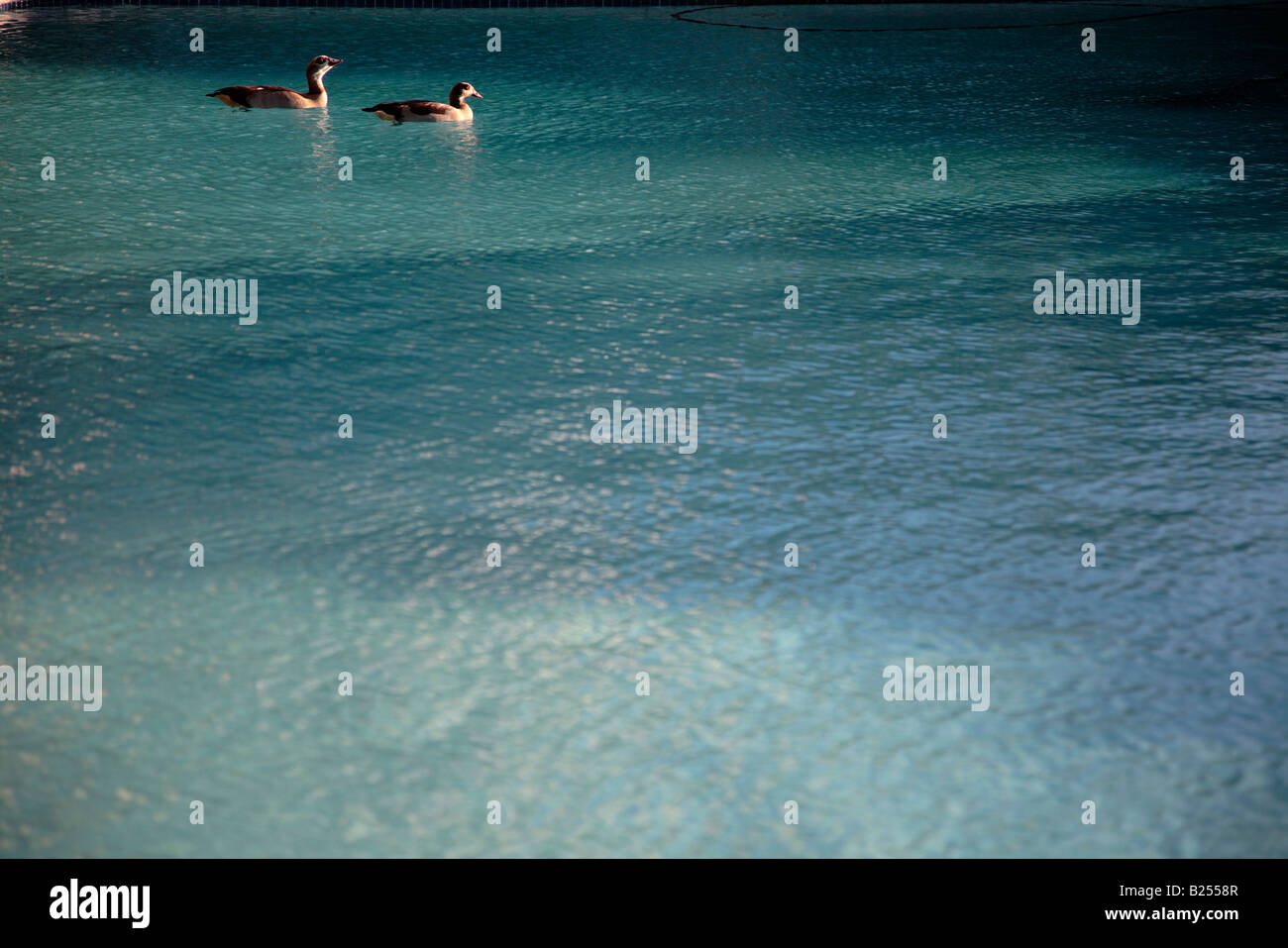 Two ducks in a swimming pool Stock Photo - Alamy