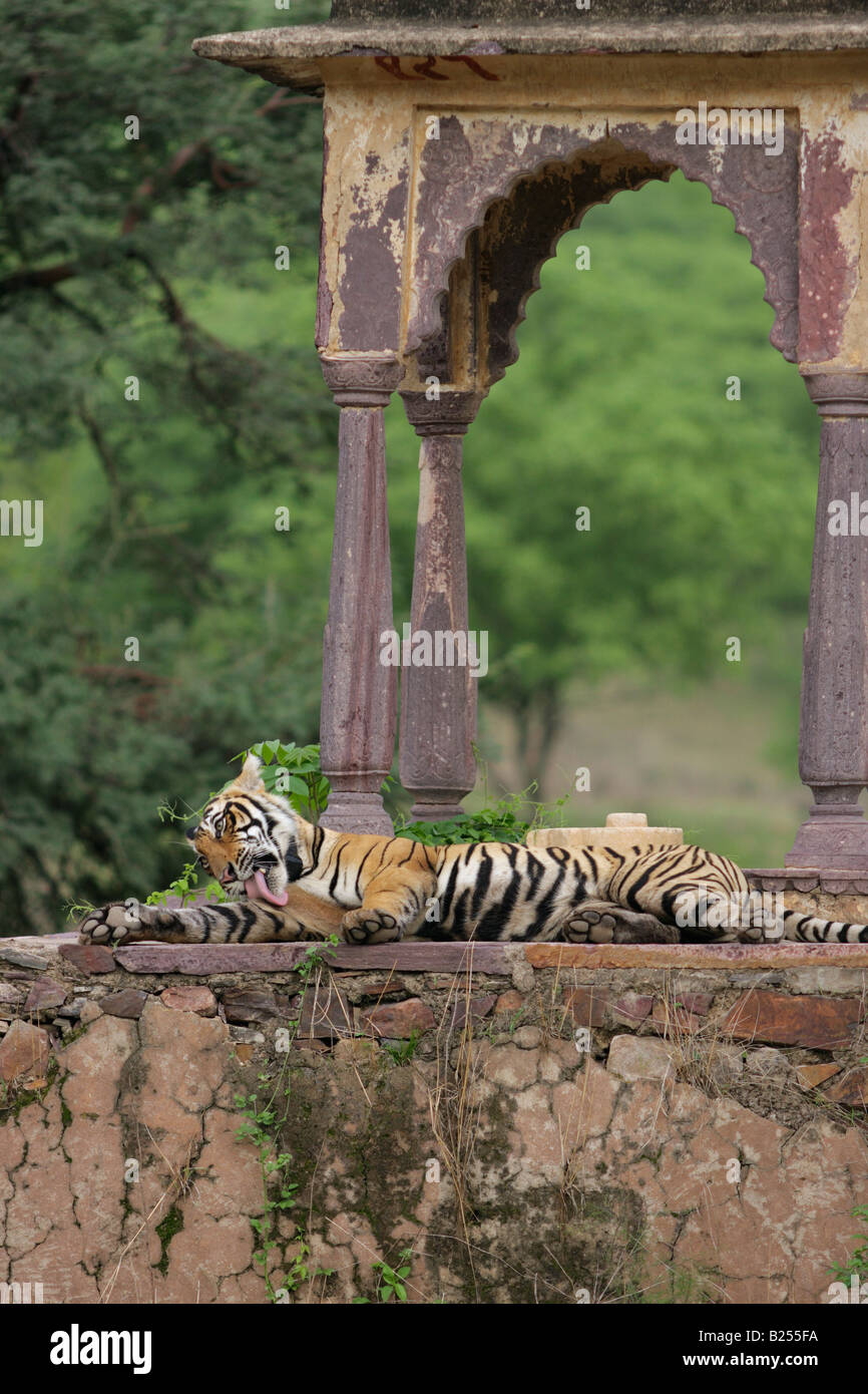 Ranthambore tiger temple hi-res stock photography and images - Alamy