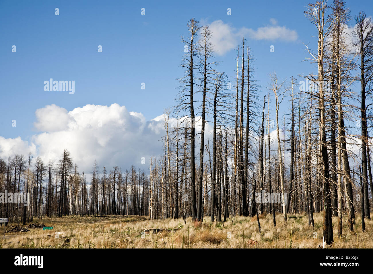 After Forest Fire - Kaibab National Forest Arizona USA Stock Photo - Alamy