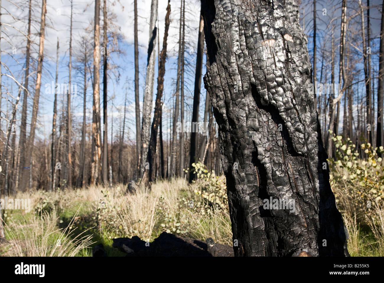 After Forest Fire - Kaibab National Forest Arizona USA Stock Photo - Alamy