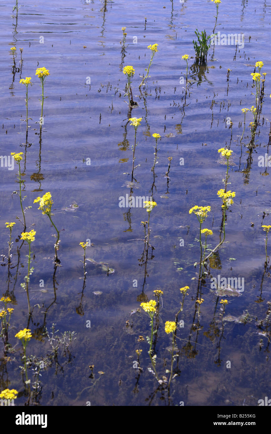 Yellow Wildflowers growing in lake water Stock Photo - Alamy