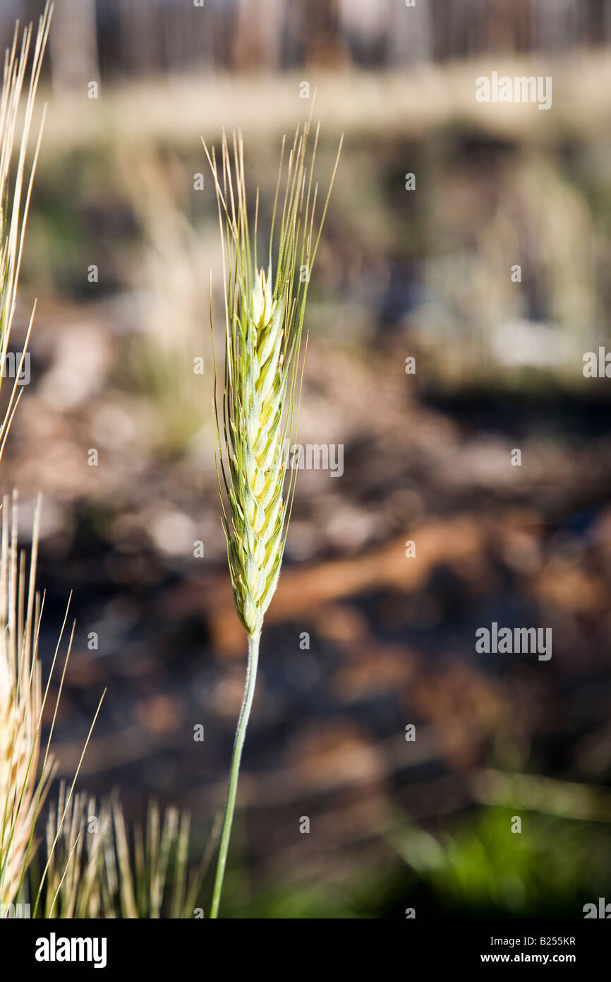 Wild growing corn, Kaibab National Forest in Arizona, USA Stock Photo ...