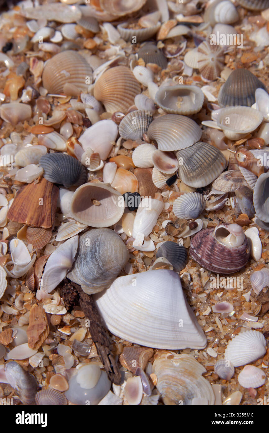 Kerala sea shells hi-res stock photography and images - Alamy