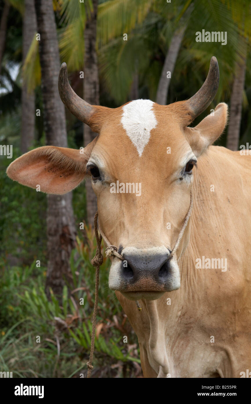 Cow stands amongst the palm trees by the backwaters at Costa Malabari ...