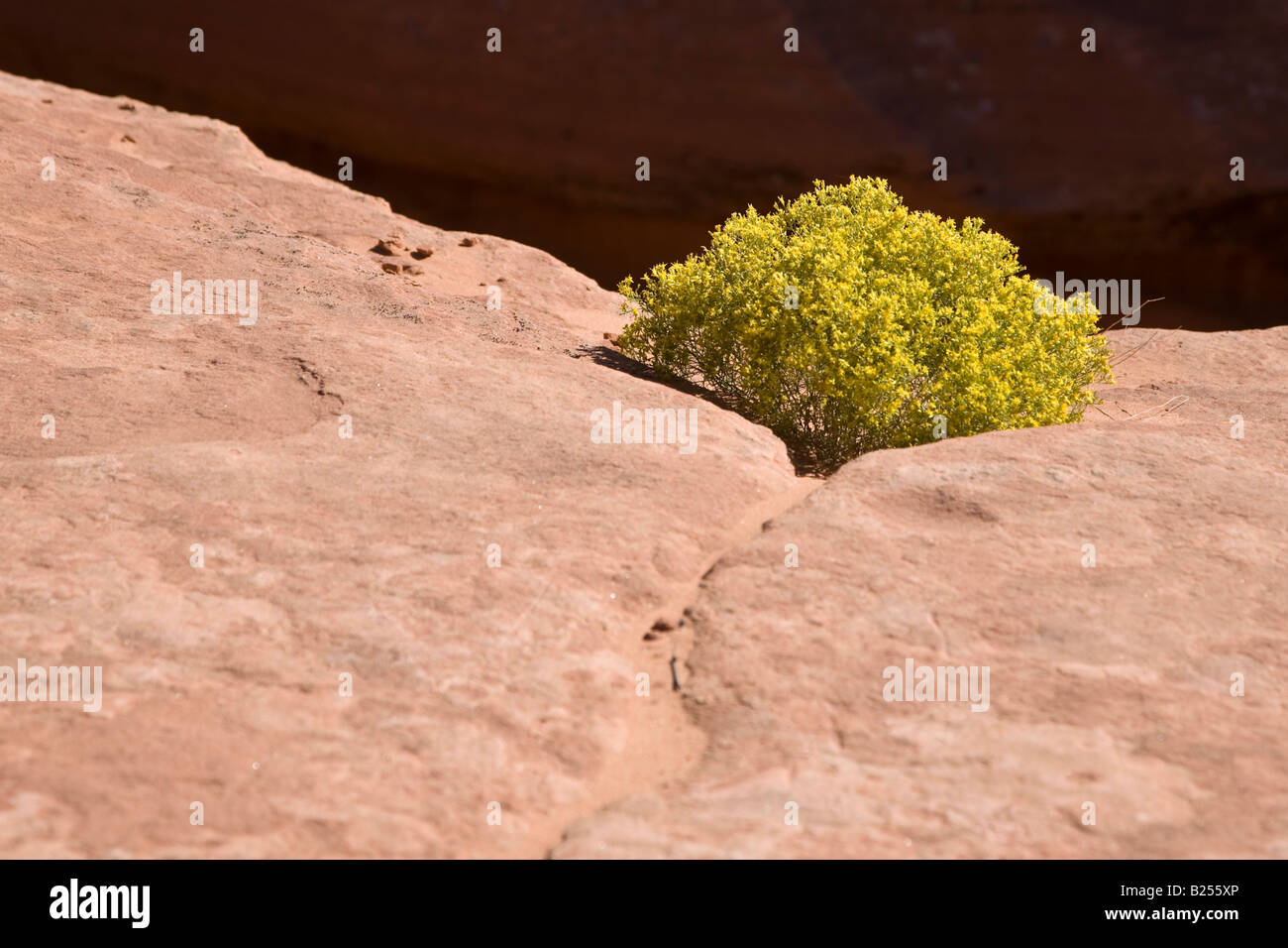 Wild plant on red sandstone in the sunlight Stock Photo - Alamy