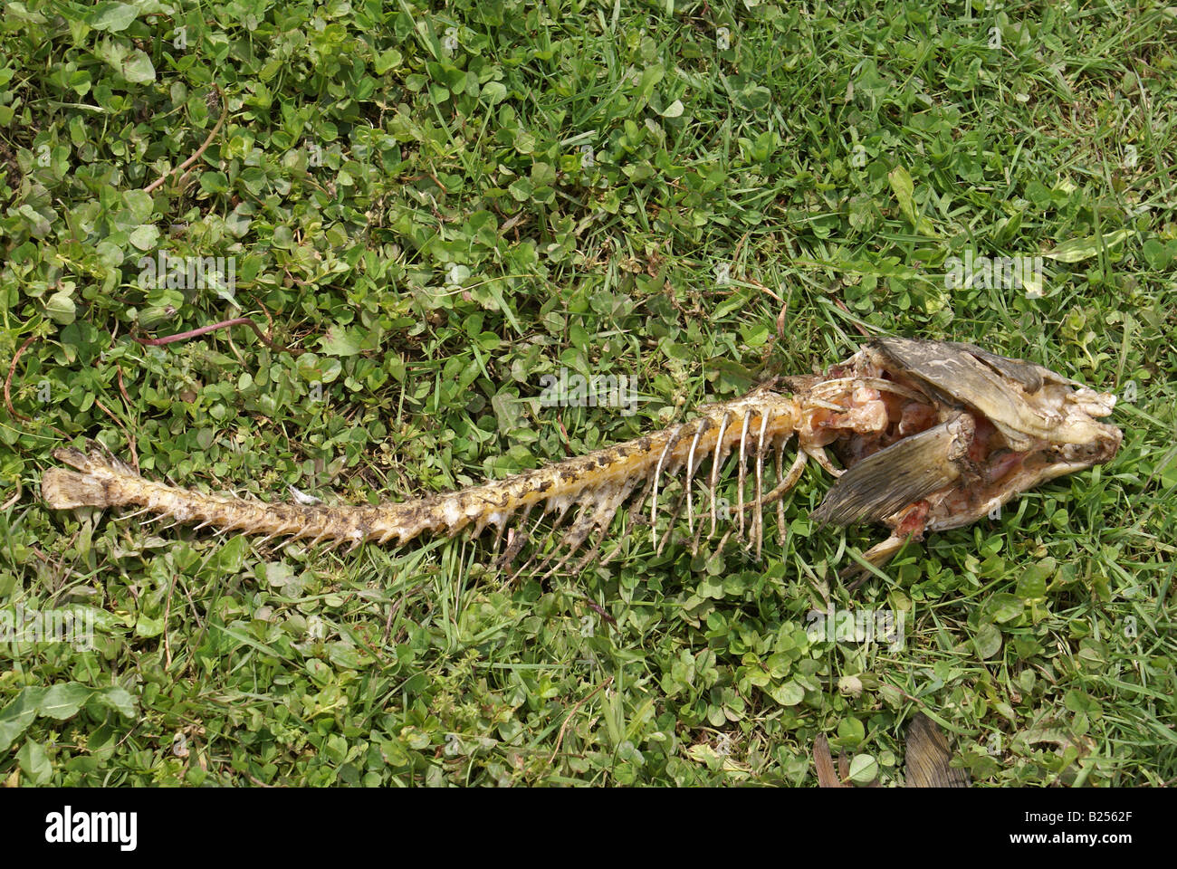 Fish skeleton hi-res stock photography and images - Alamy
