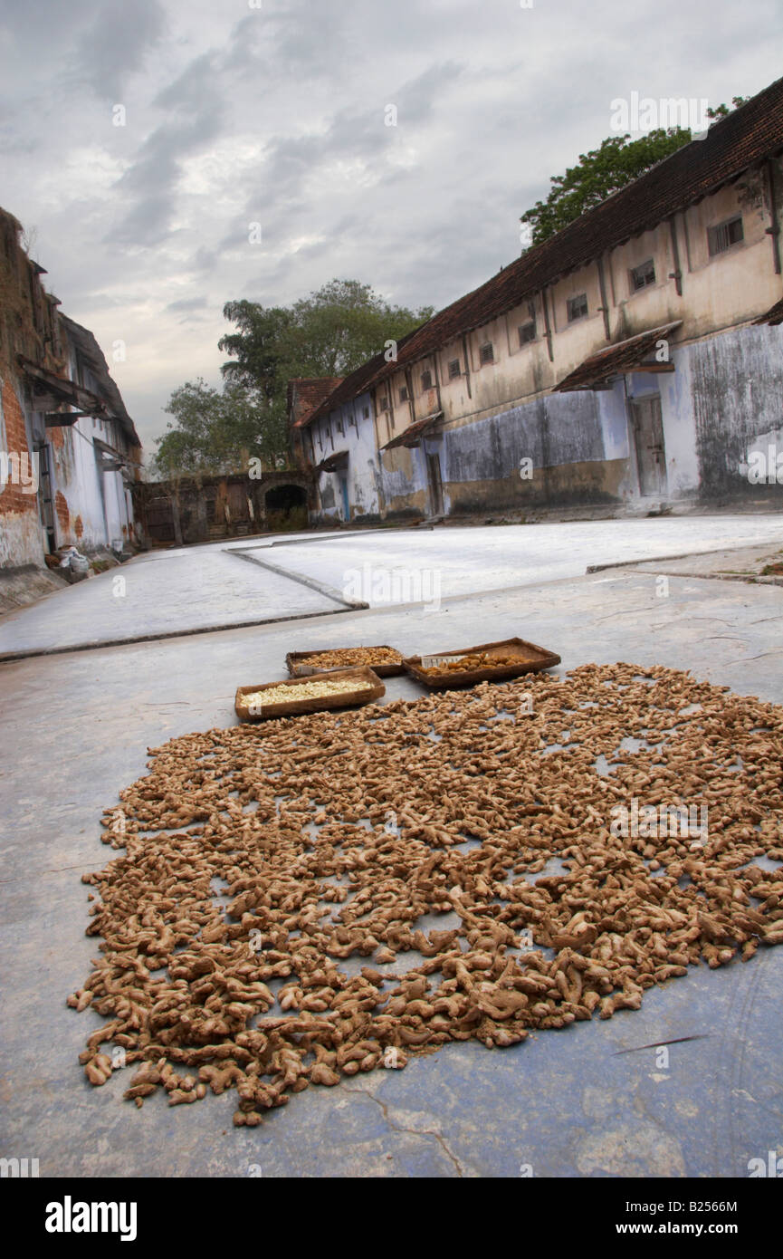 Root ginger drying on ground Kochi Cochin Kerala India Stock Photo - Alamy