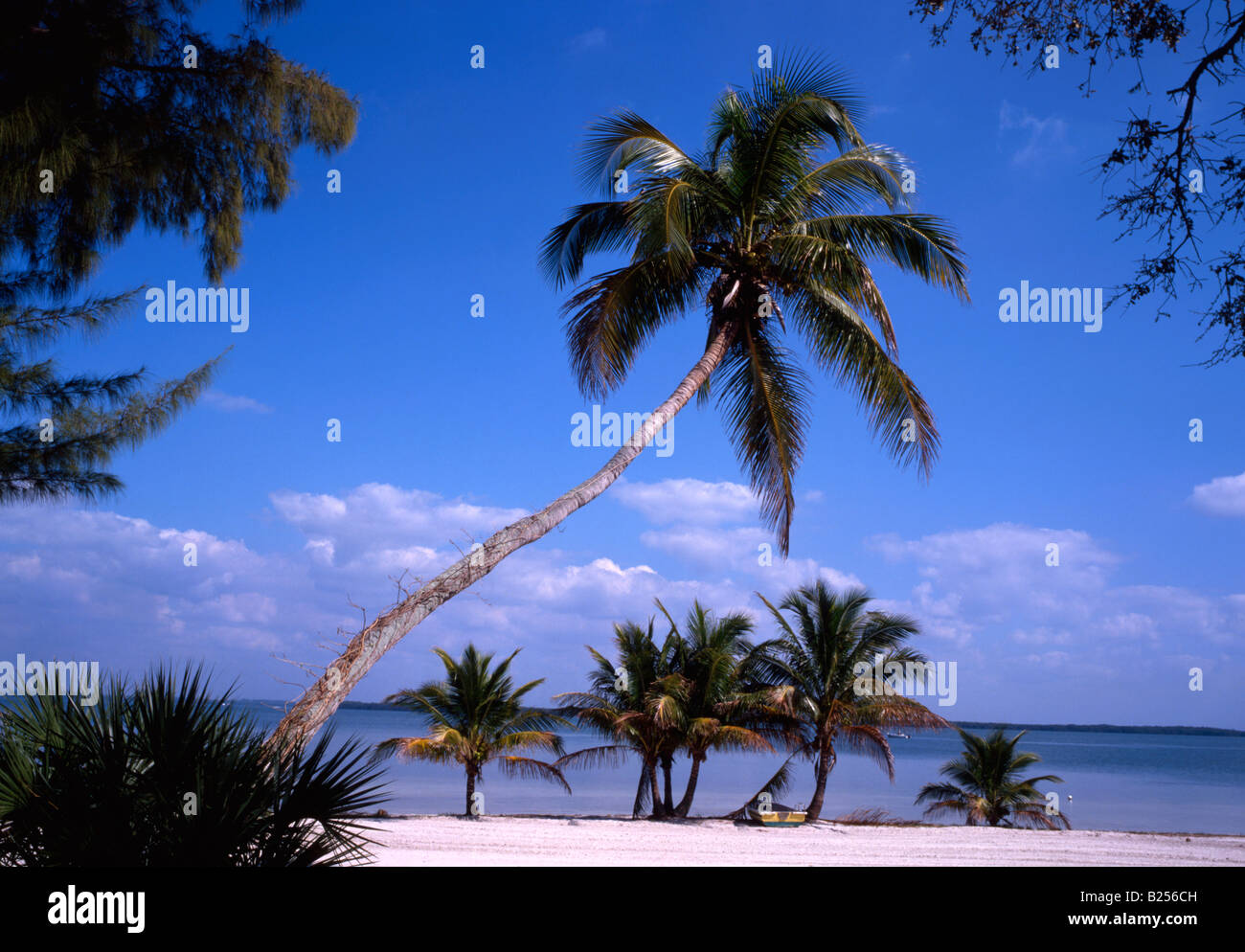 Florida beach scene with Palm trees America USA Stock Photo - Alamy