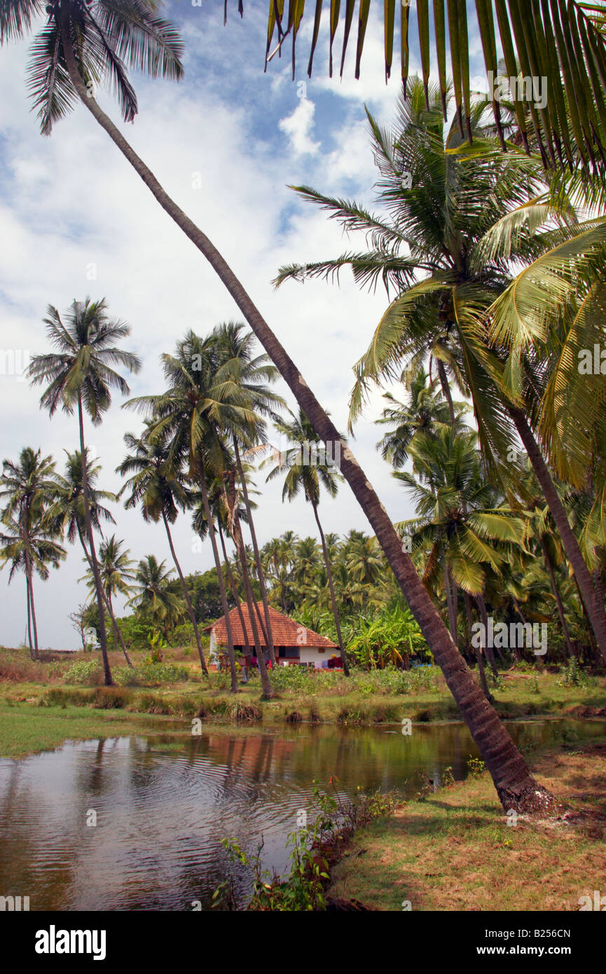 Palm trees and backwaters alongside the Costa Malabari beach near ...