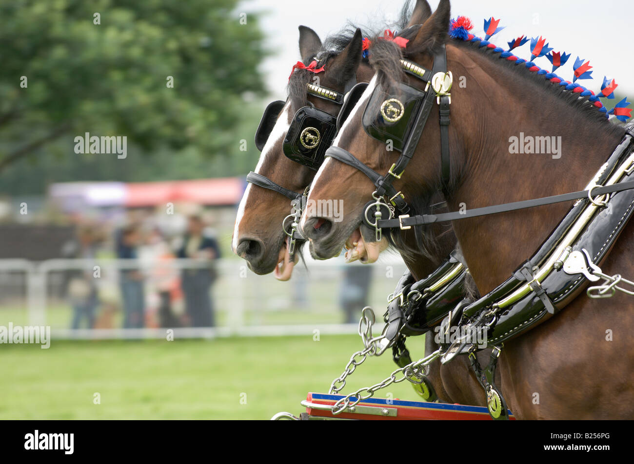 Pair of shire horses Stock Photo - Alamy
