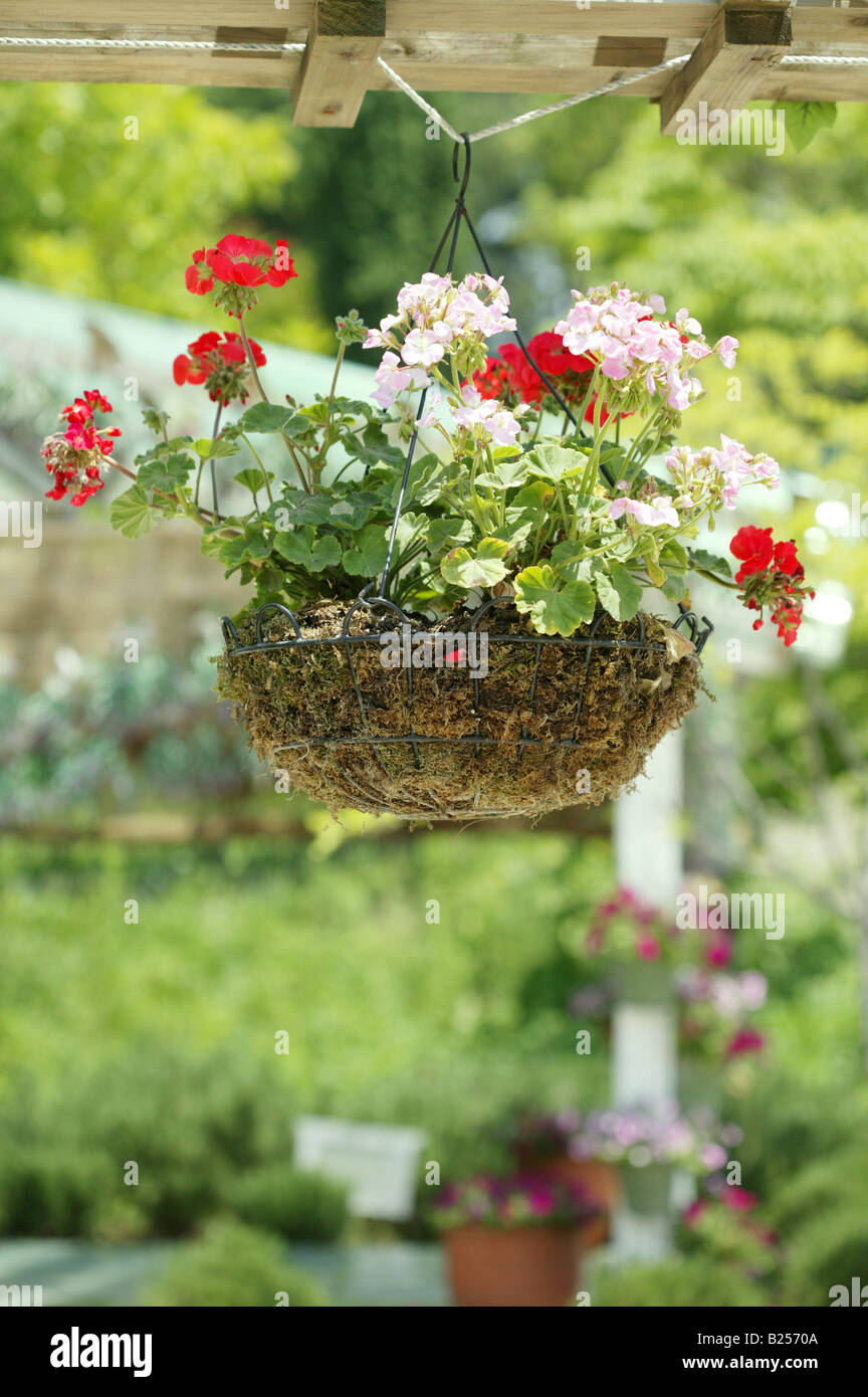 Hanging basket of geranium Stock Photo - Alamy