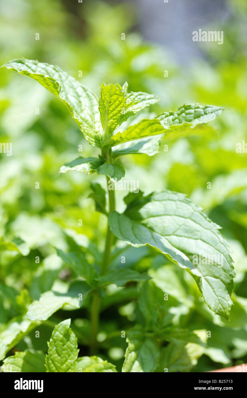 Cologne mint hi-res stock photography and images - Alamy