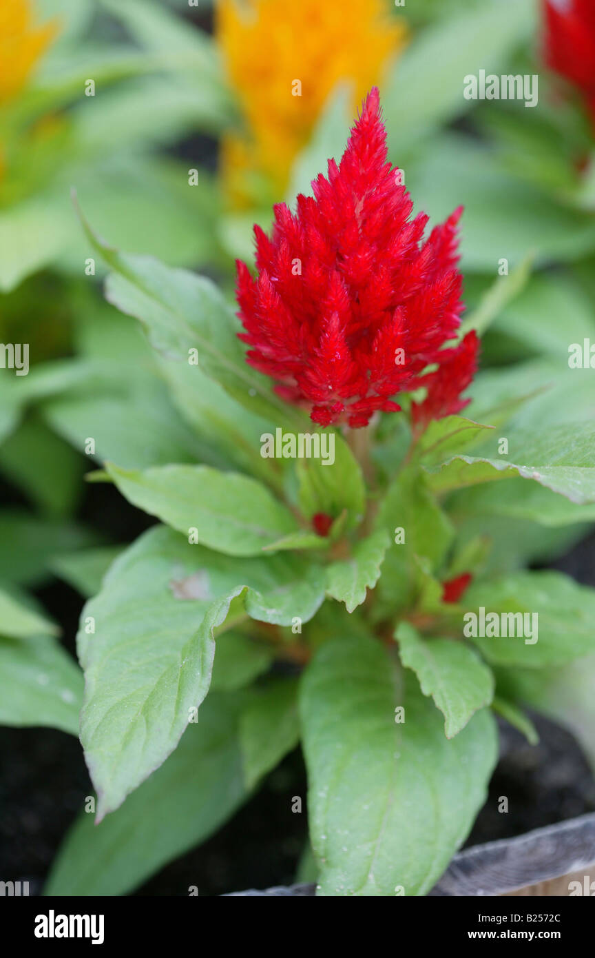 Imageof hi-res stock photography and images - Alamy