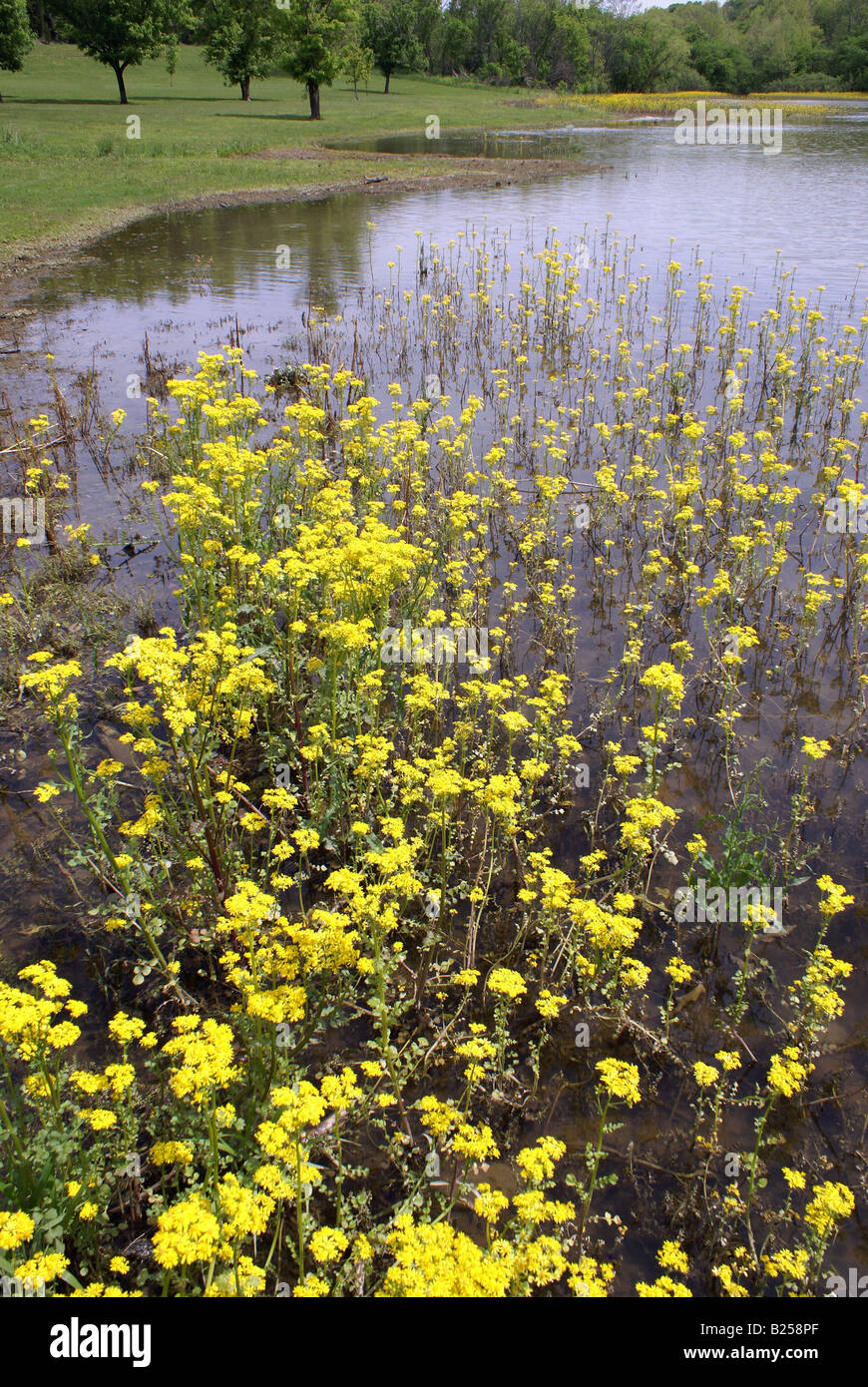 Wildflowers by water hi-res stock photography and images - Alamy