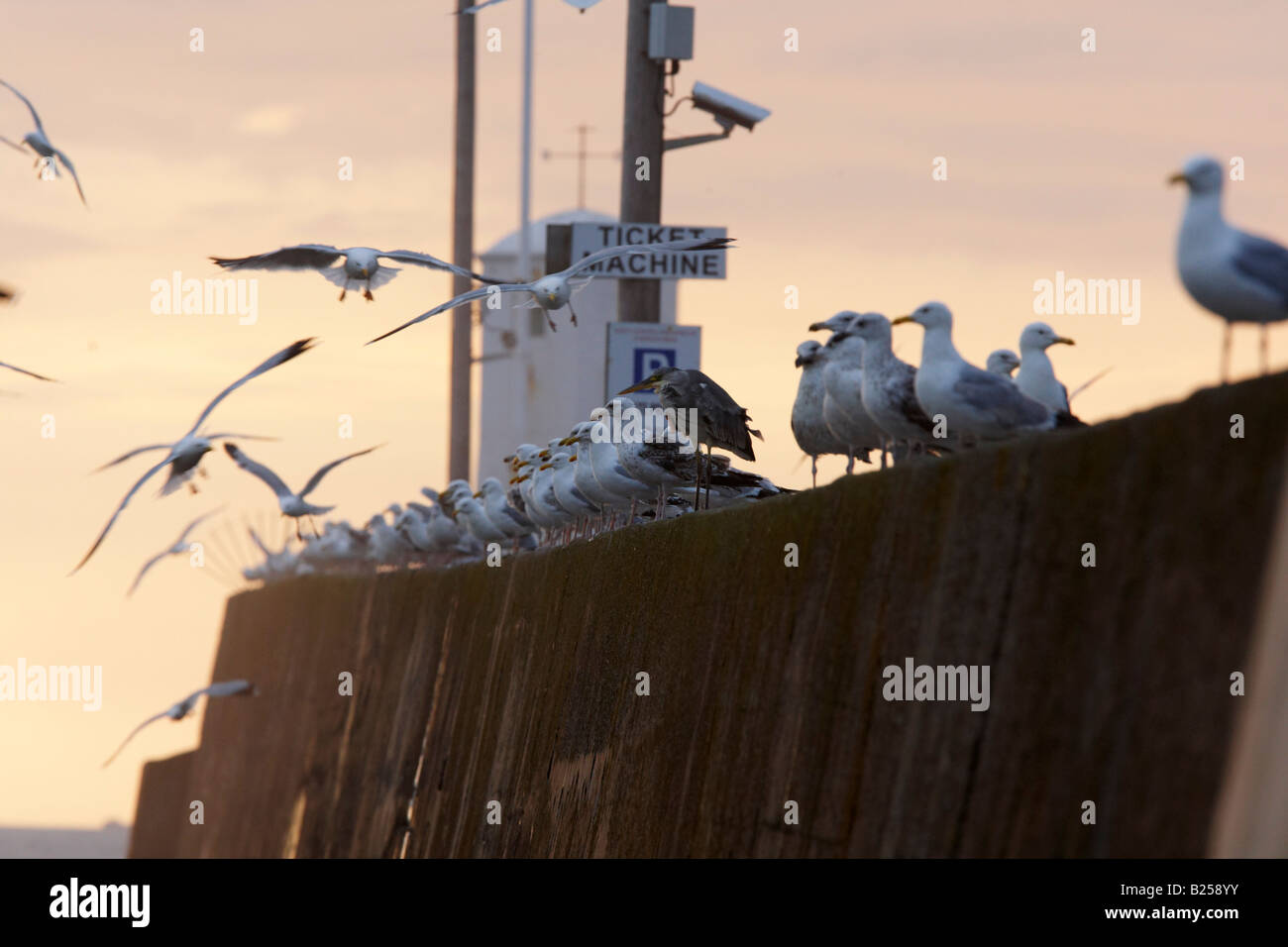 Crowd gathering rocks hi-res stock photography and images - Alamy