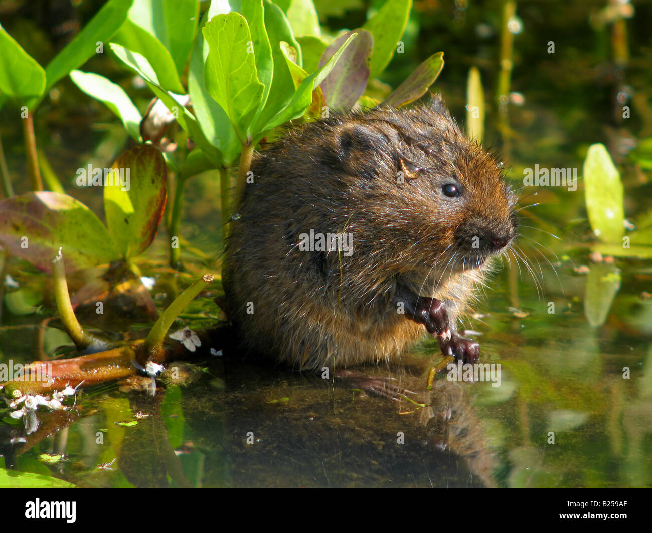 Brown vole hi-res stock photography and images - Alamy