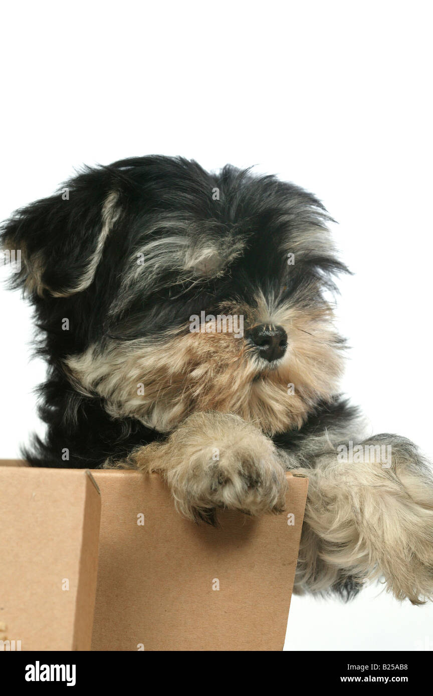 Puppy inside a box Stock Photo - Alamy
