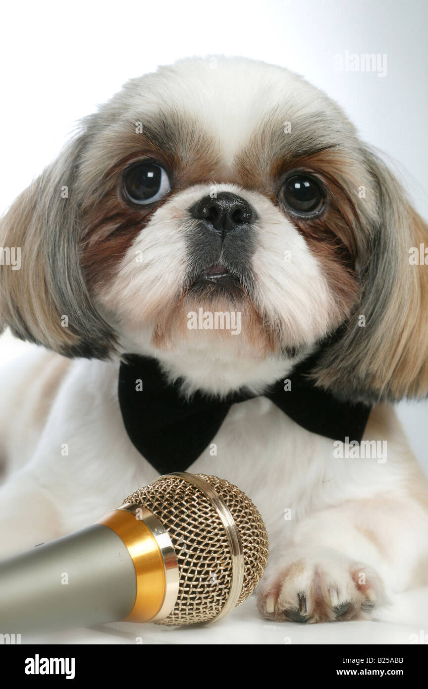 Puppy and microphone Stock Photo - Alamy