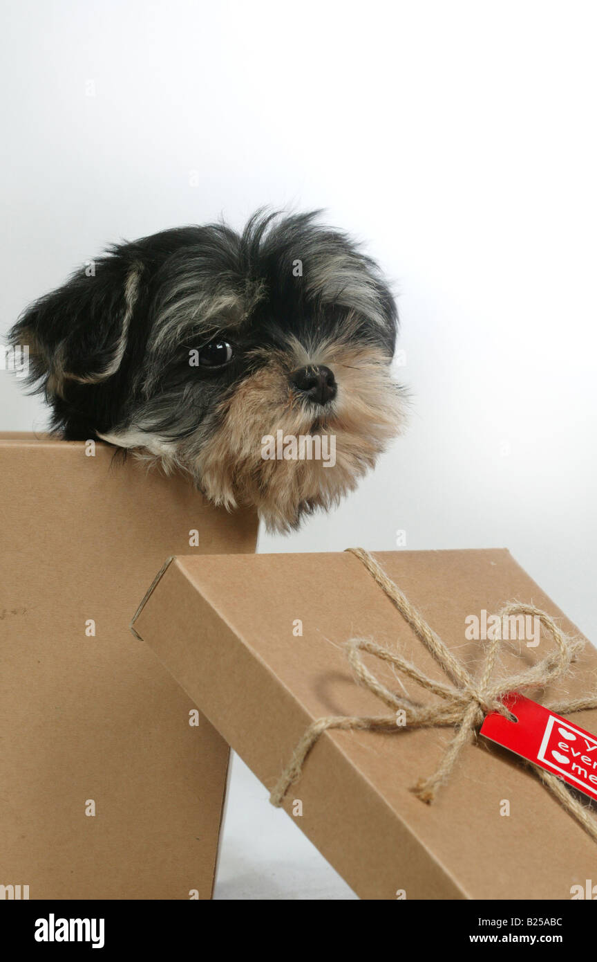 Puppy inside a box Stock Photo - Alamy