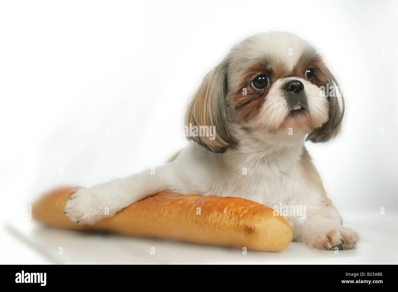 Puppy and bread Stock Photo - Alamy