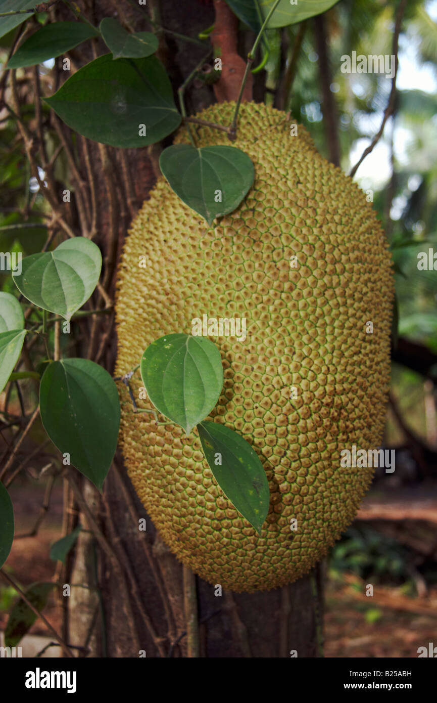 Malabari hi-res stock photography and images - Alamy