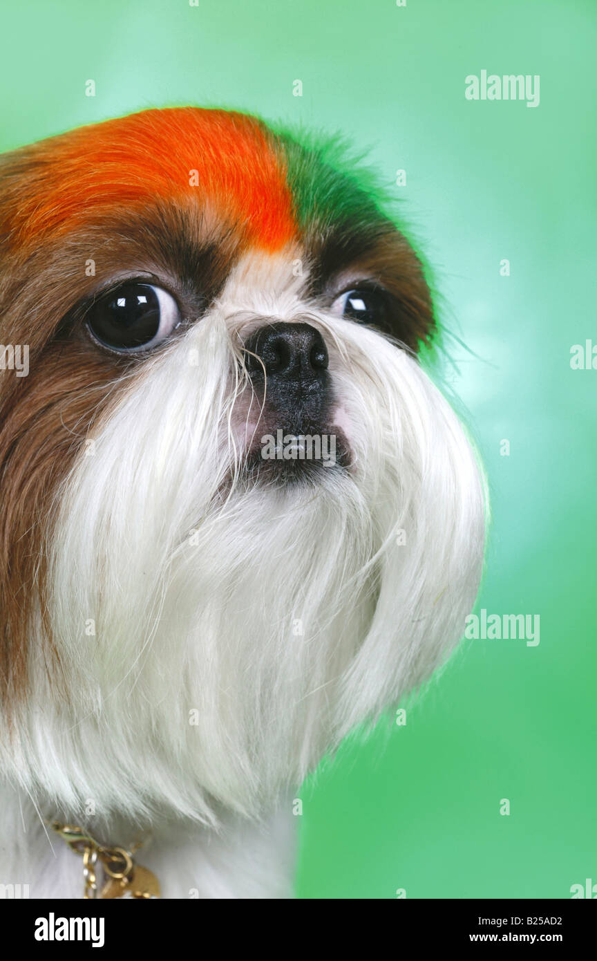 Close-up image of dog face Stock Photo - Alamy