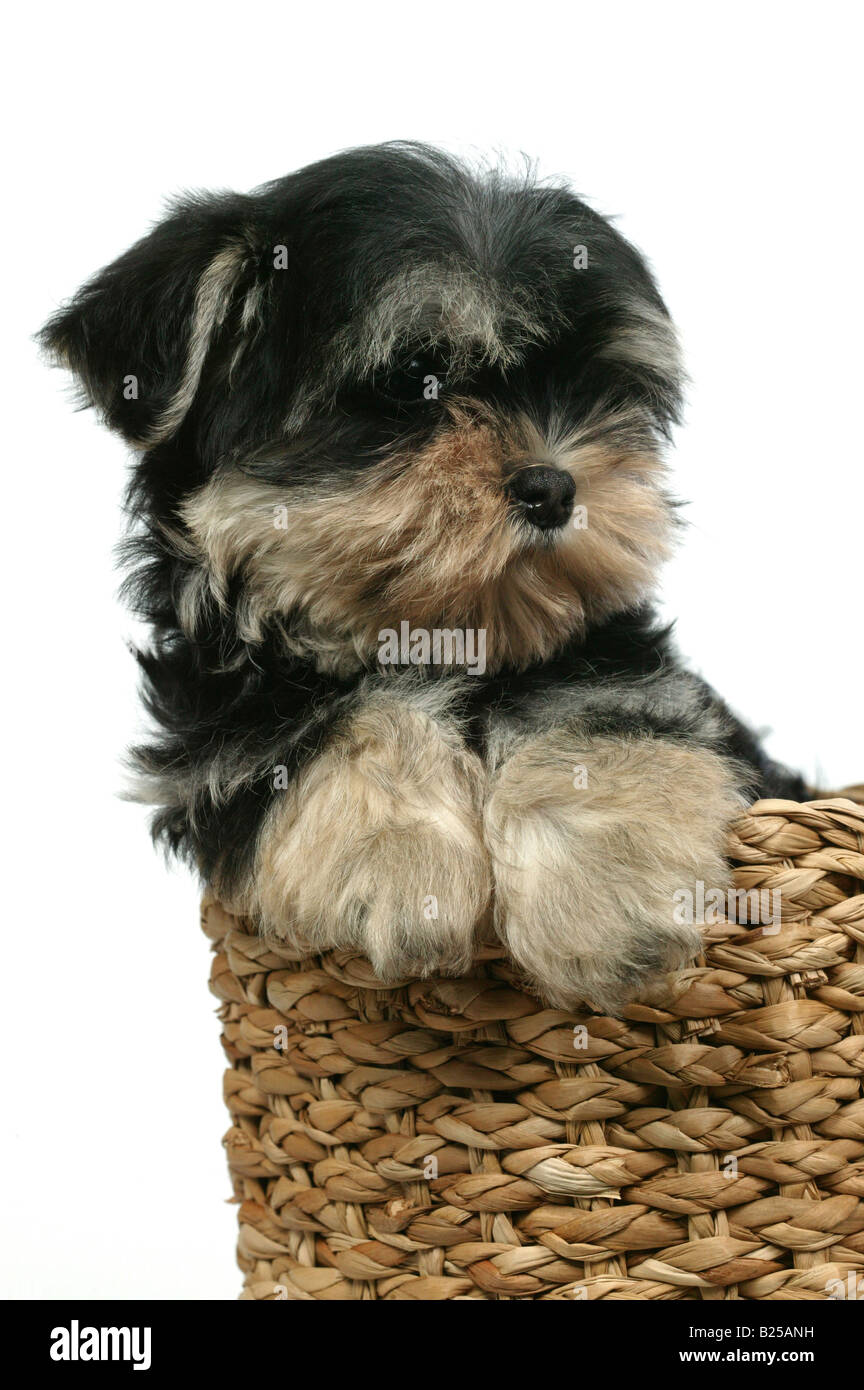 Puppy inside basket Stock Photo - Alamy