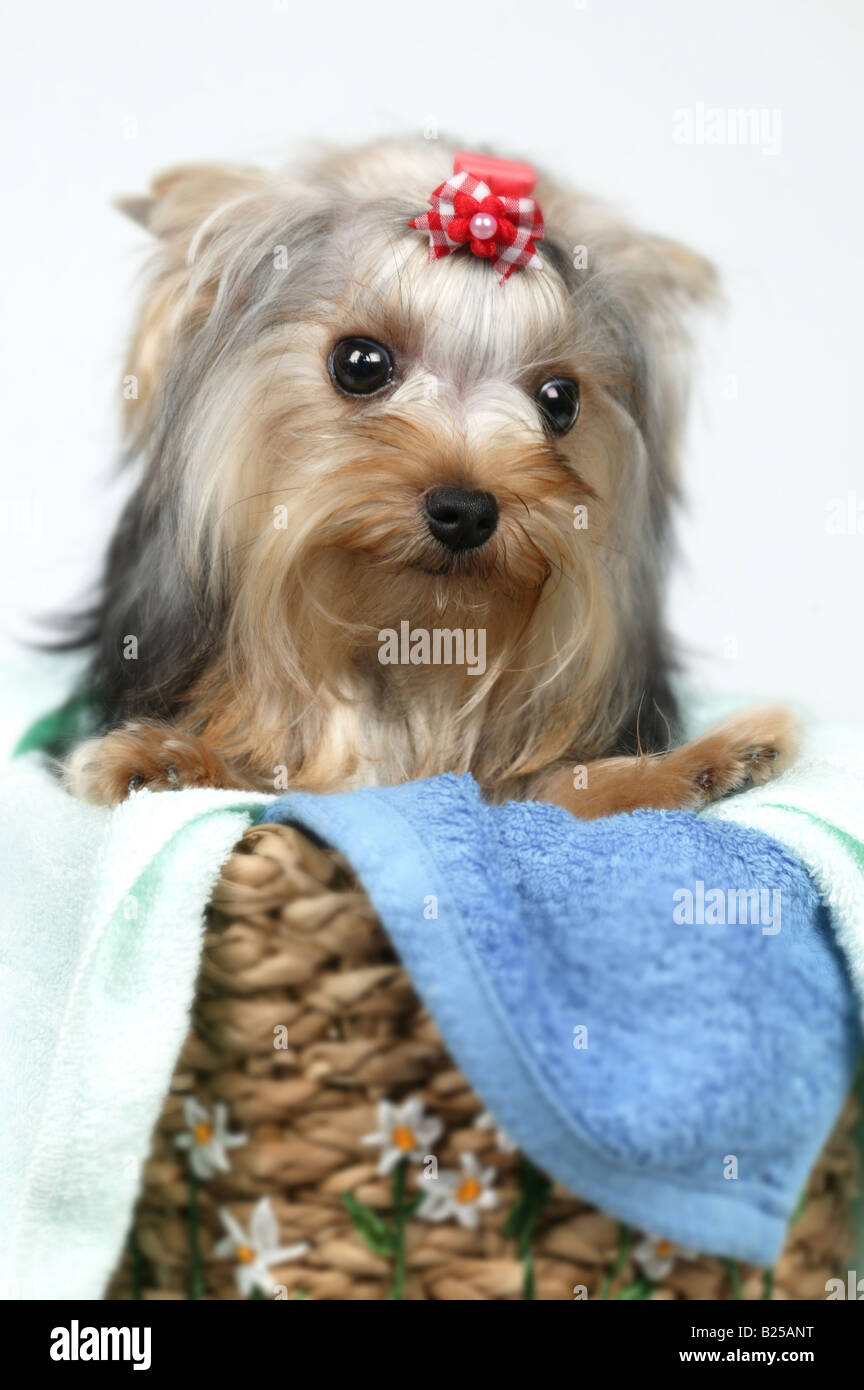 Puppy inside basket Stock Photo - Alamy