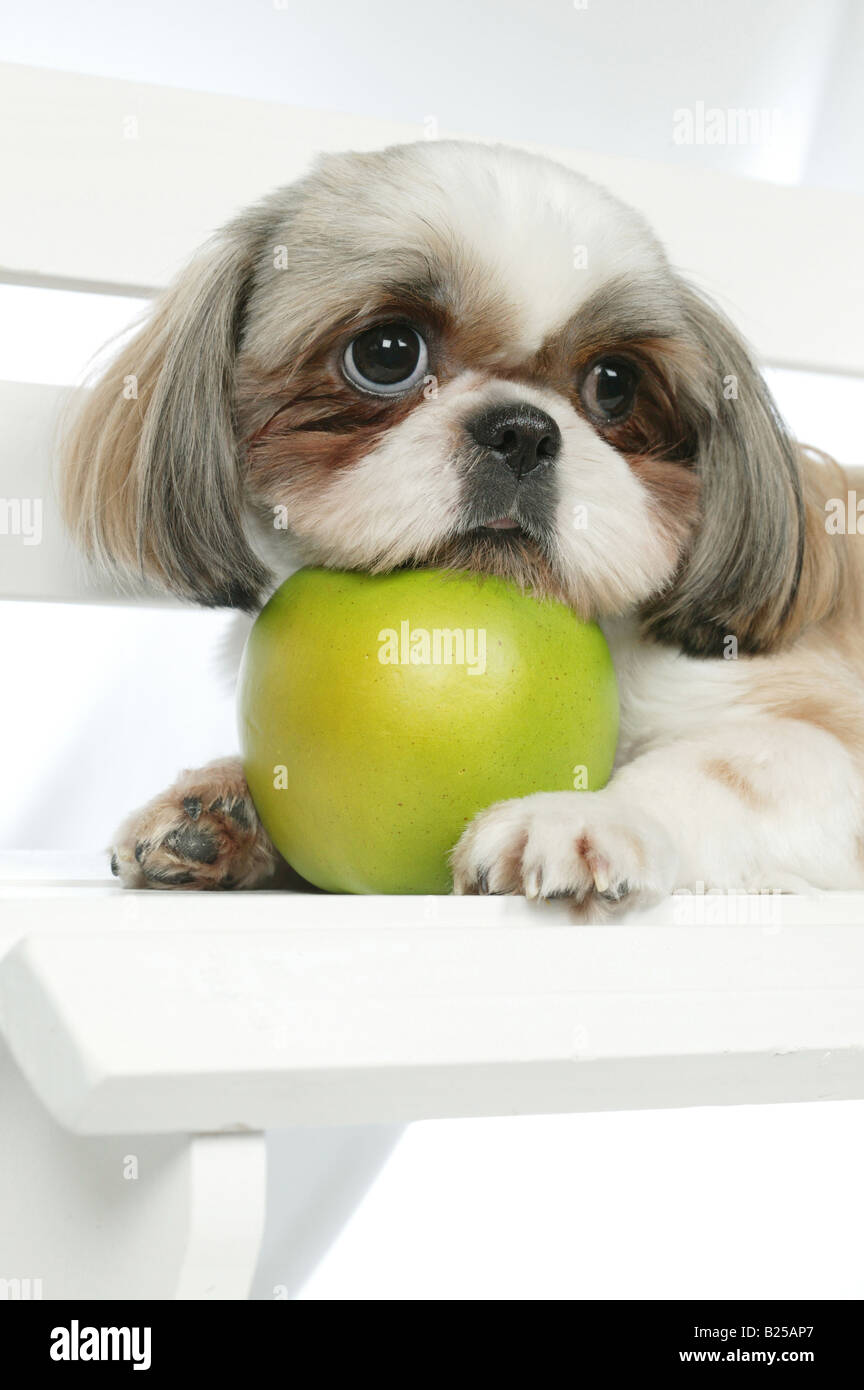Puppy and apple Stock Photo - Alamy