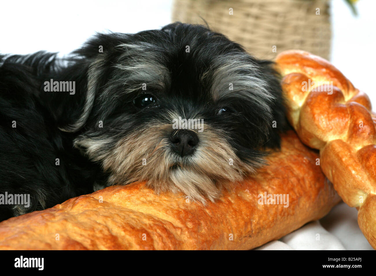 Puppy and bread Stock Photo - Alamy