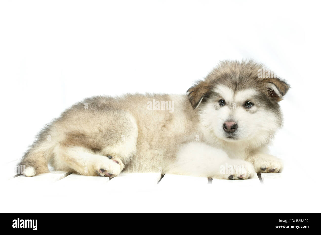 Lying alaskan malamute Cut Out Stock Images & Pictures - Alamy