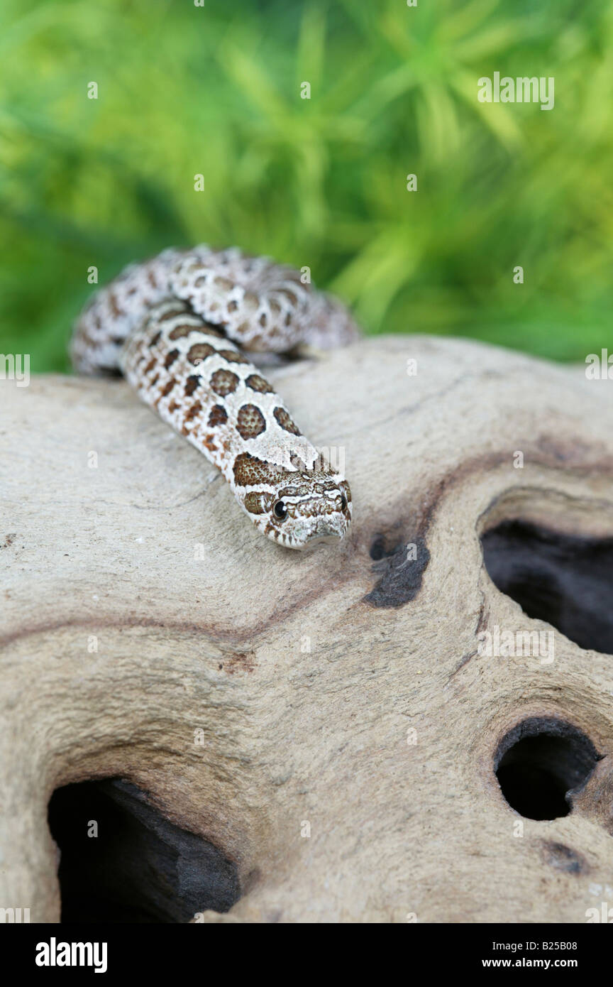 Western nose snake hi-res stock photography and images - Alamy