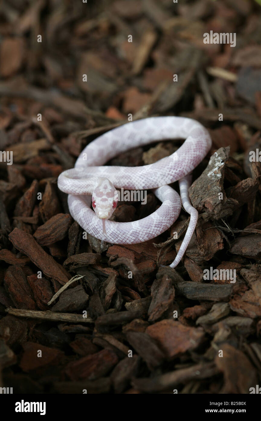 Snow corn snake hi-res stock photography and images - Alamy