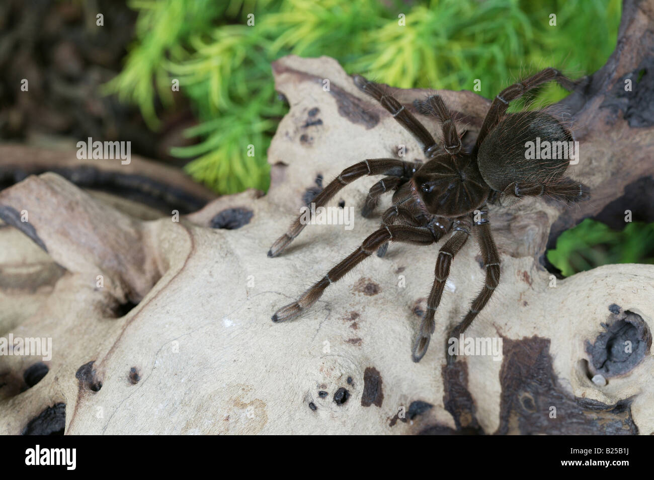 Goliath bird spider hi-res stock photography and images - Alamy