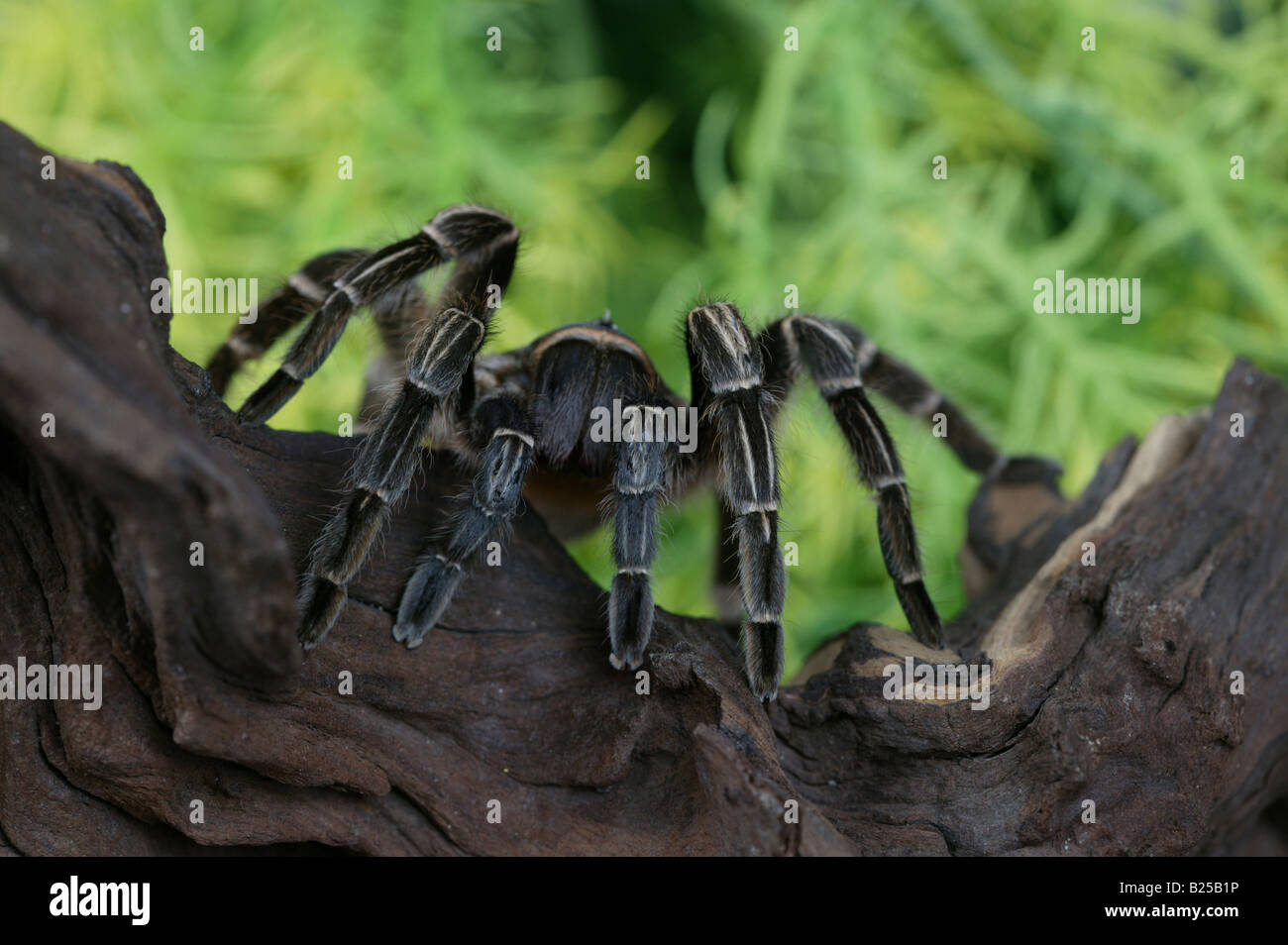 Goliath Bird Spider High Resolution Stock Photography and Images - Alamy