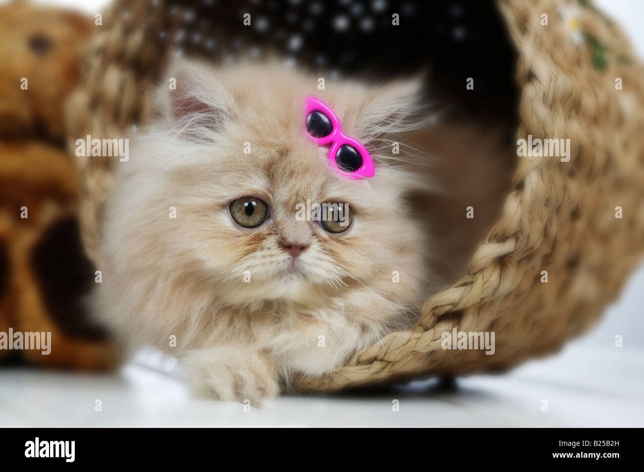 Puppy inside basket Stock Photo - Alamy