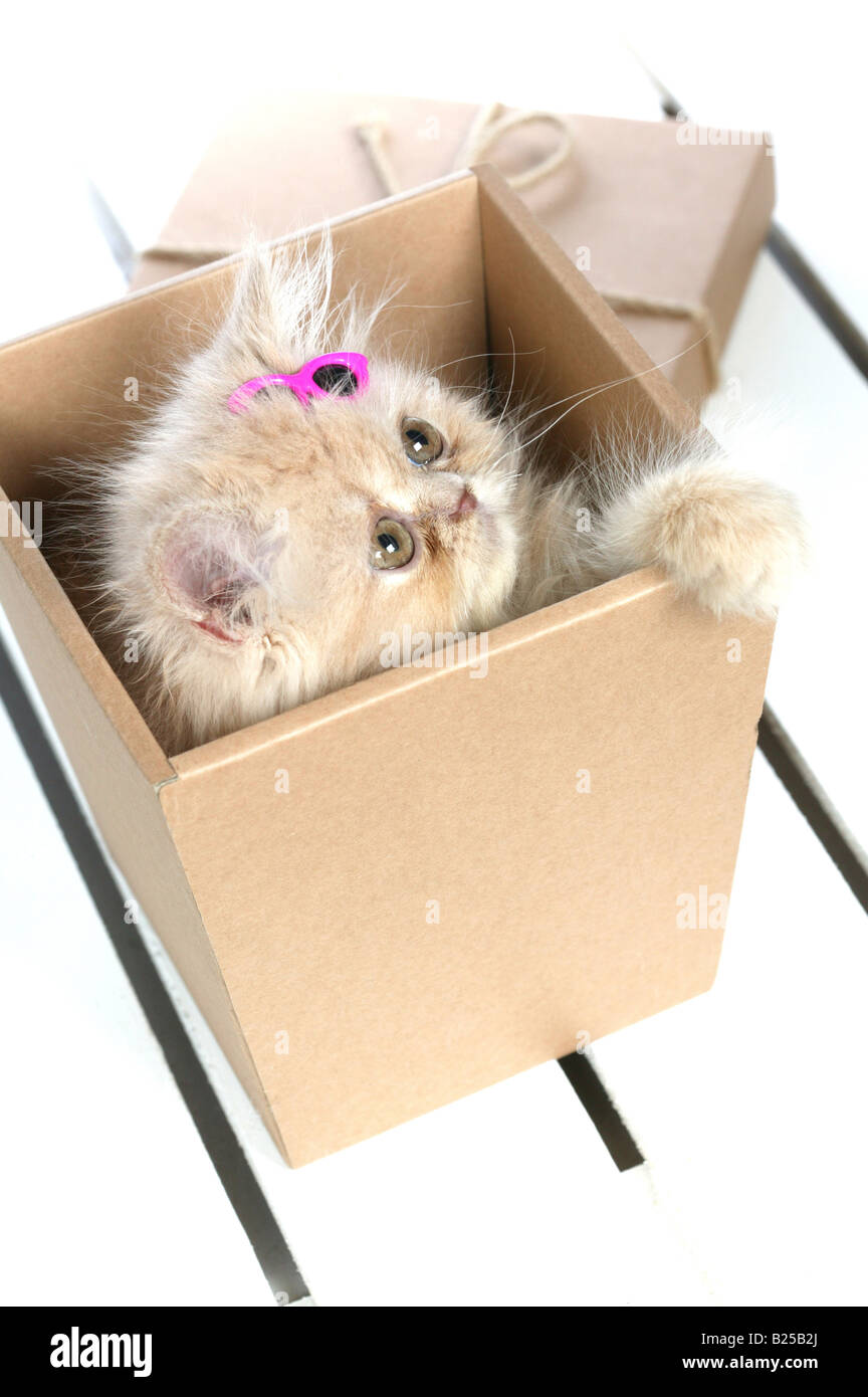 Puppy inside a box Stock Photo - Alamy
