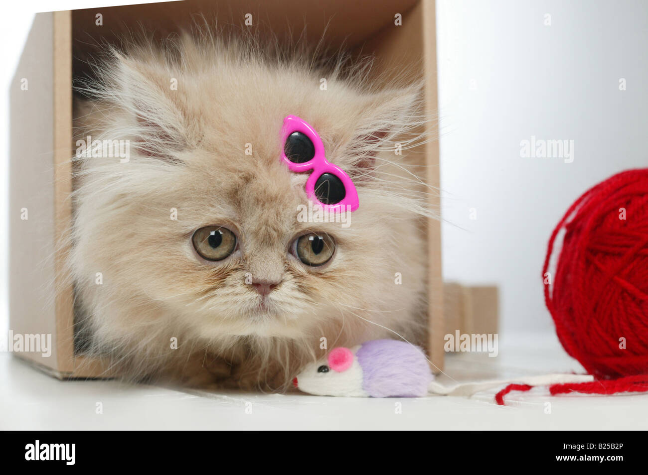 Puppy inside a box Stock Photo - Alamy