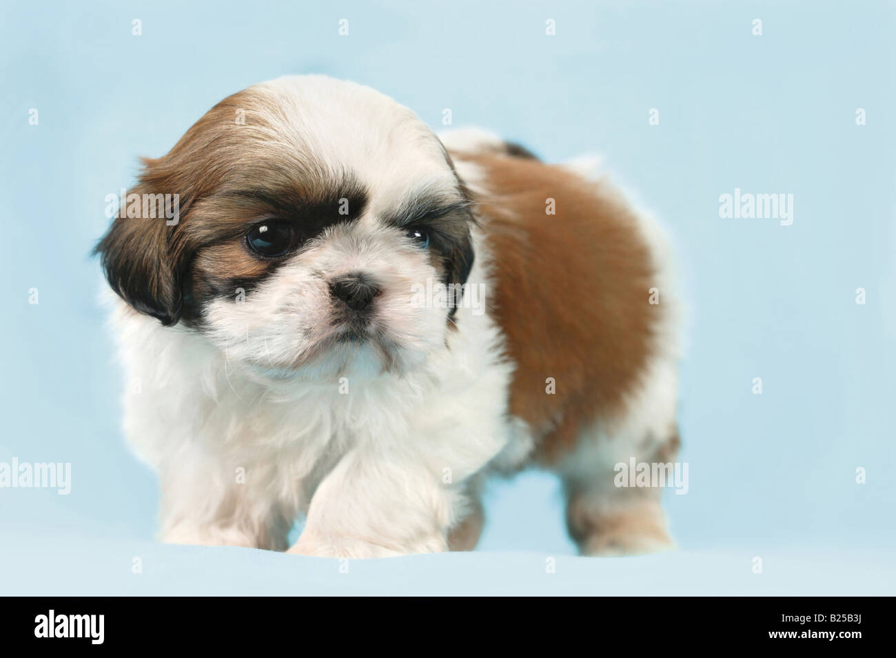 Shih tzu dog standing up hi-res stock photography and images - Alamy