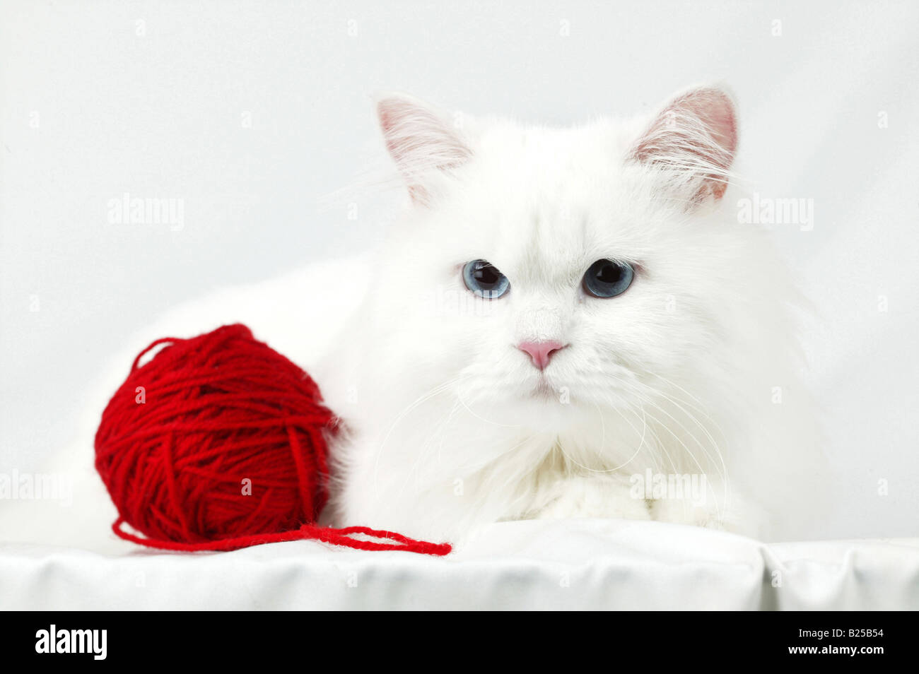 White cat and red ball of yarn Stock Photo - Alamy