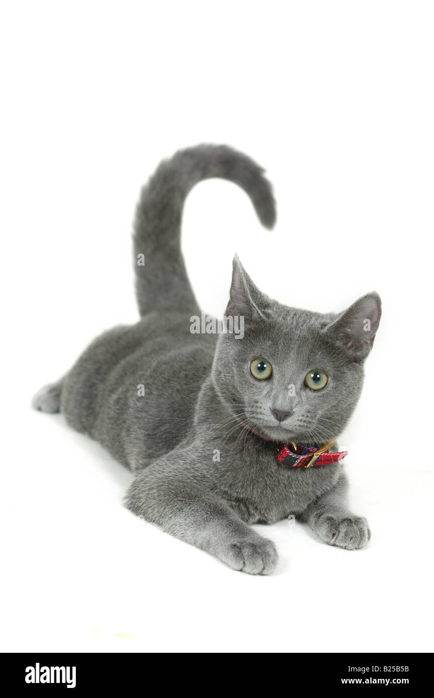 Cat lying down Stock Photo - Alamy