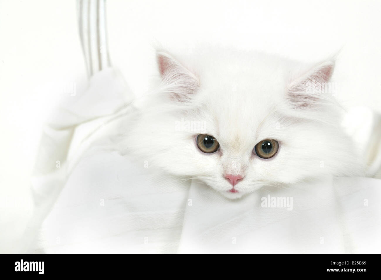 Close-up image of white cat Stock Photo - Alamy