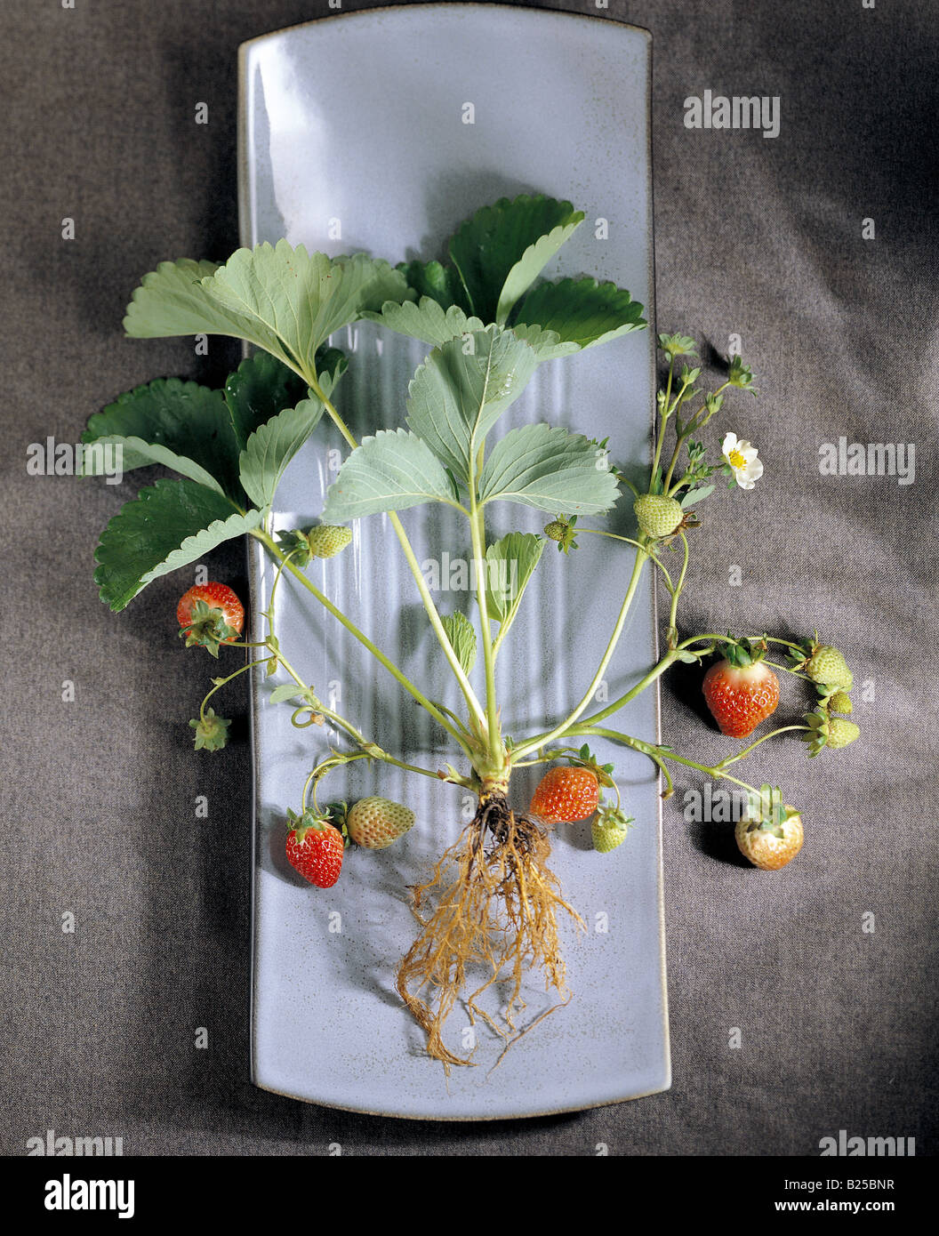 Strawberry plant roots hi-res stock photography and images - Alamy