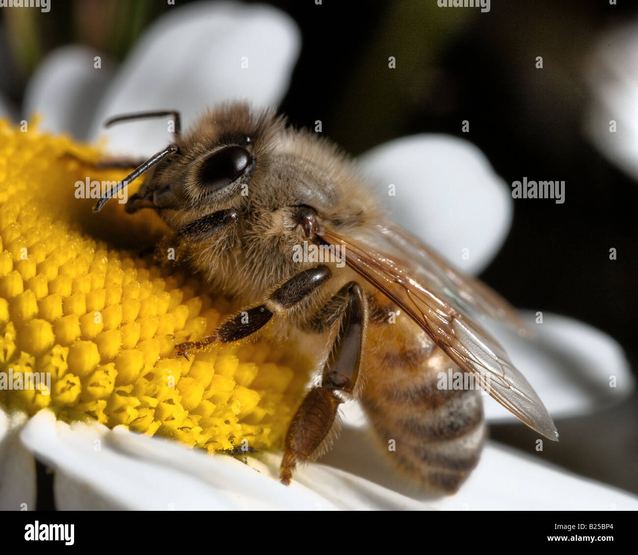 Bee Proboscis Stock Photos & Bee Proboscis Stock Images - Alamy