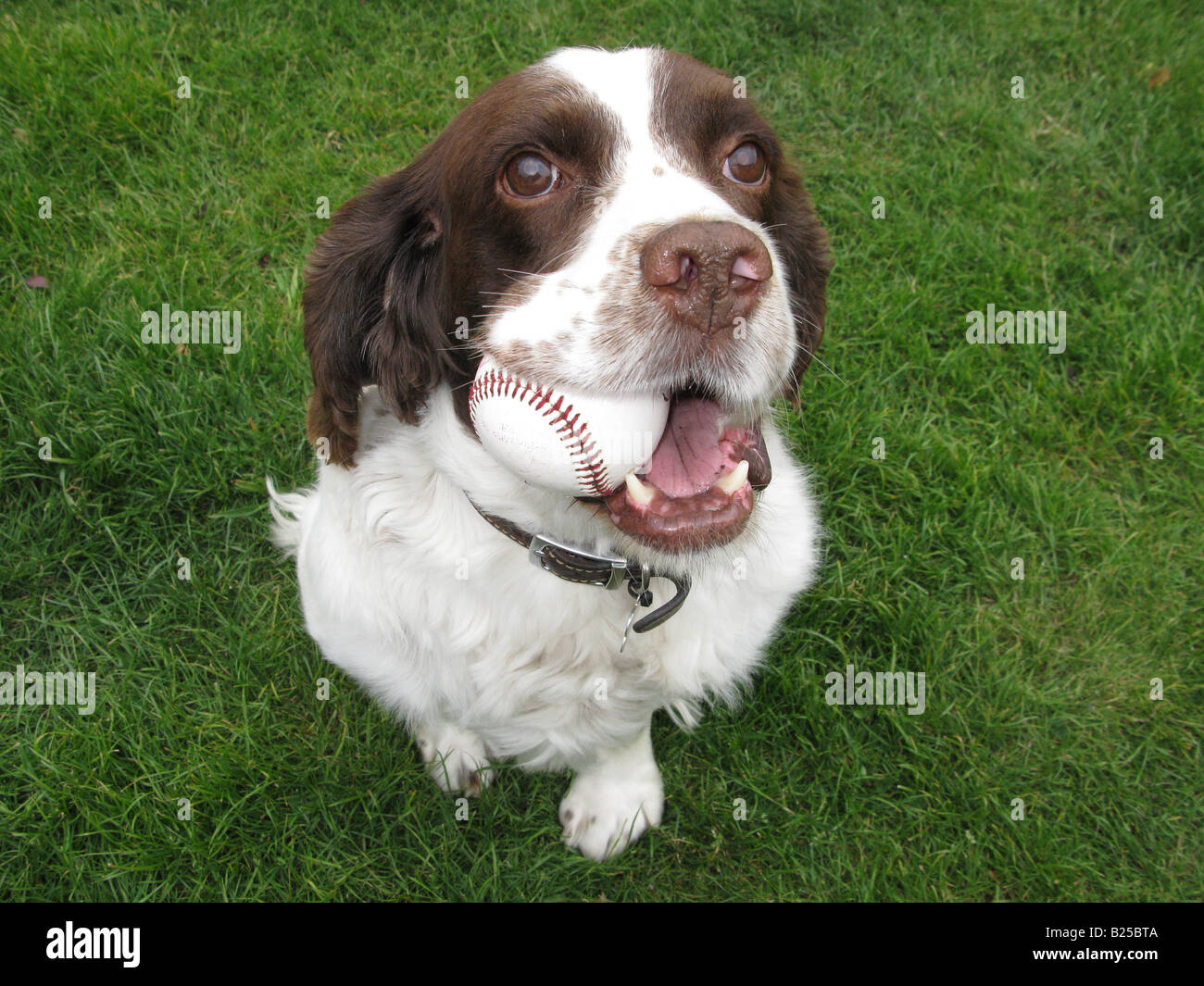 Brown English Springer Spaniel Puppy