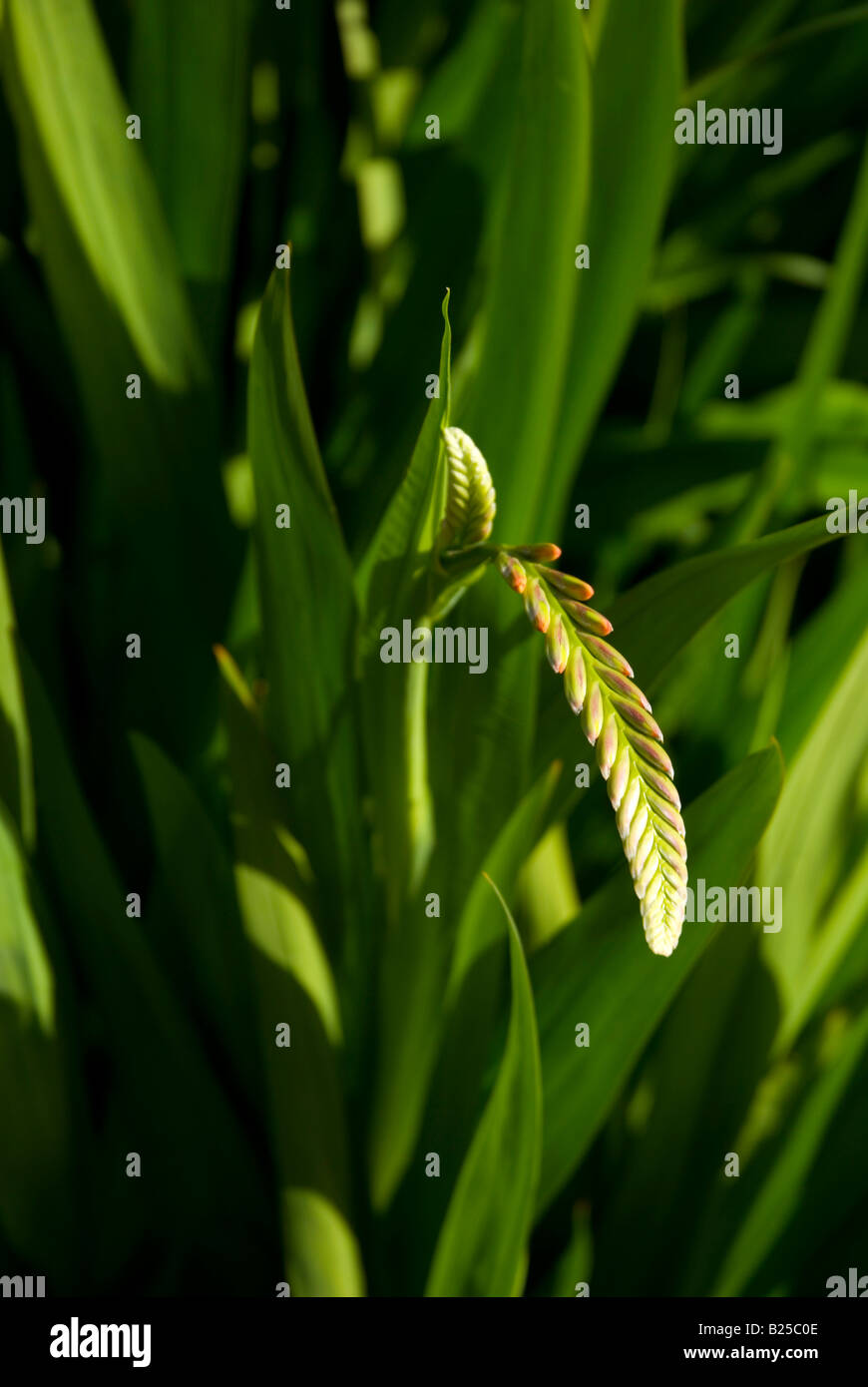 Strappy Leaf Plant Stock Photo - Alamy
