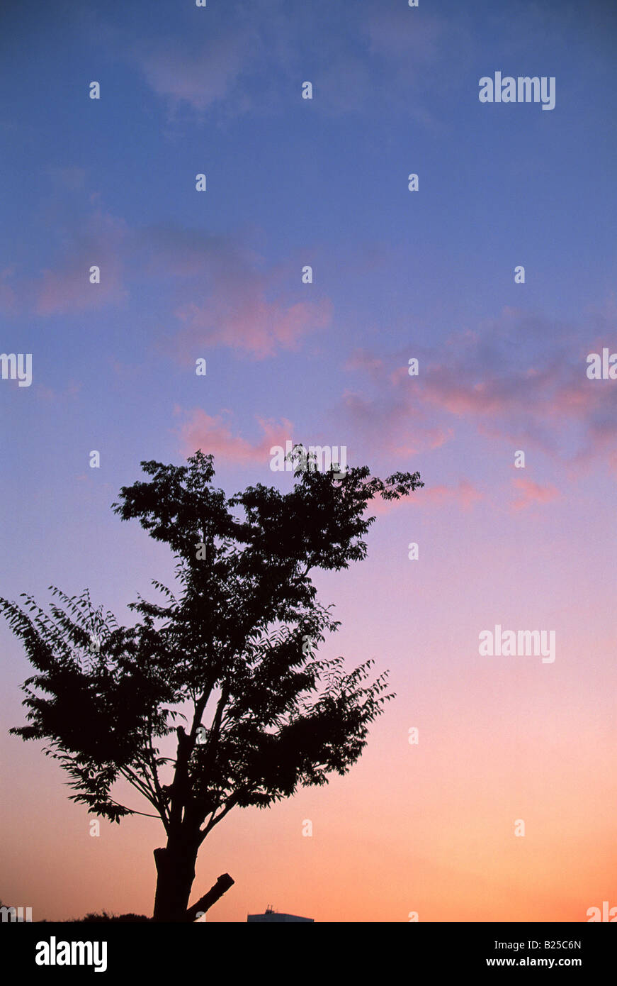 One tree, sunset Stock Photo - Alamy