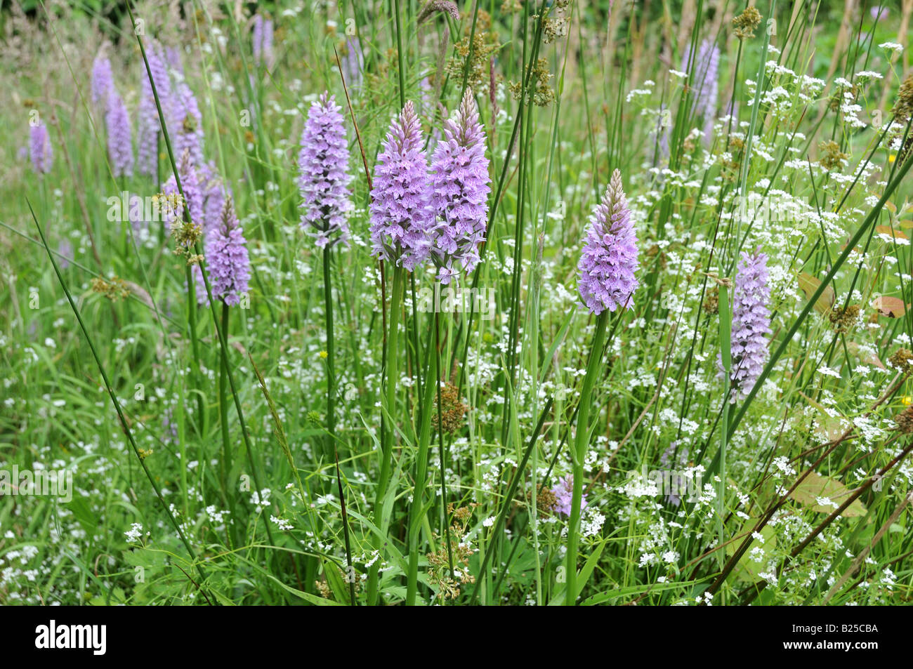Common spotted orchids Dactylorhiza fuchsii in an organic hay meadow ...